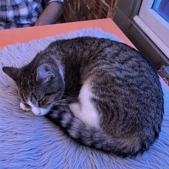 MAC TABBY CAT CAFE - Updated December 2025 - 342 Photos & 151 Reviews ...