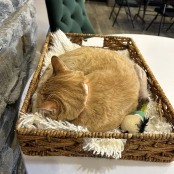 PHX CAT CAFE - Updated November 2025 - 511 Photos & 158 Reviews - 147 E ...