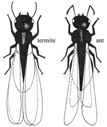 UTAH TRUSTED TERMITE INSPECTION - Updated February 2025 - Provo, Utah ...