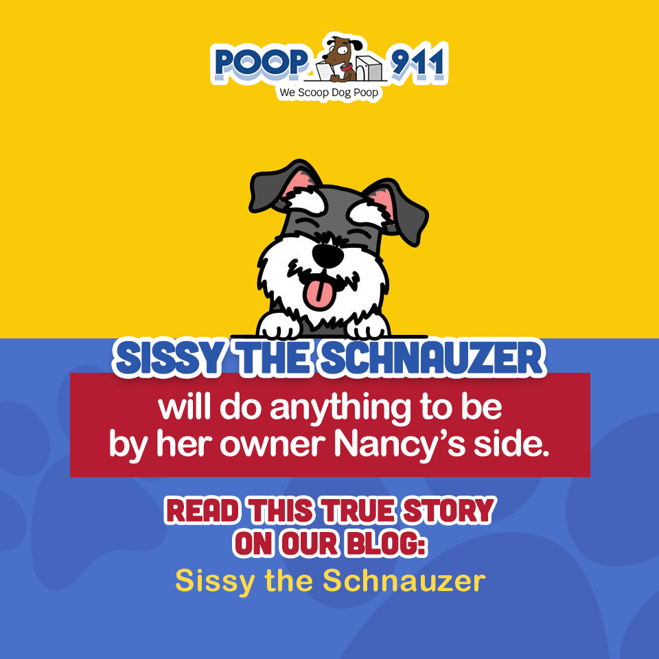 POOP 911 ARLINGTON - Updated April 2025 - Request a Quote - 10 Photos ...