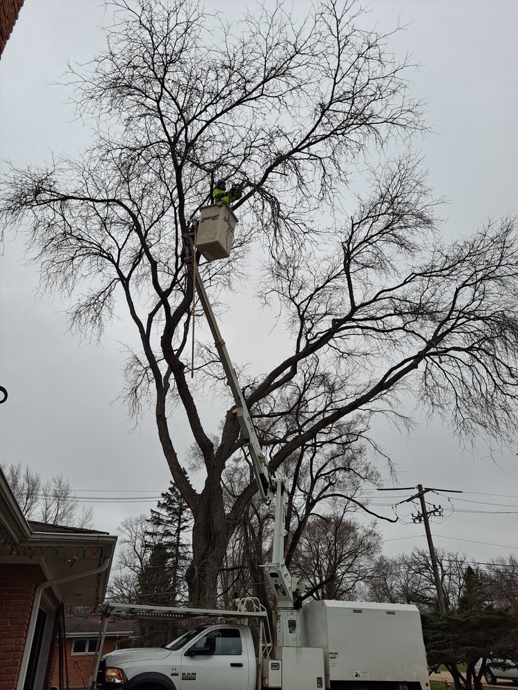 TREES R US - Updated October 2024 - 34 Photos & 19 Reviews - 524 S Rand ...