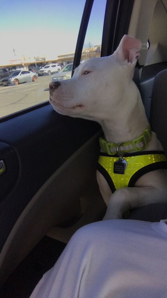 ROICE-HURST HUMANE SOCIETY - Updated August 2025 - 362 28th Rd, Grand ...