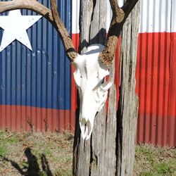 KUZ-BONE SKULL WORKS - Request Information - 1399 County Rd 765 ...