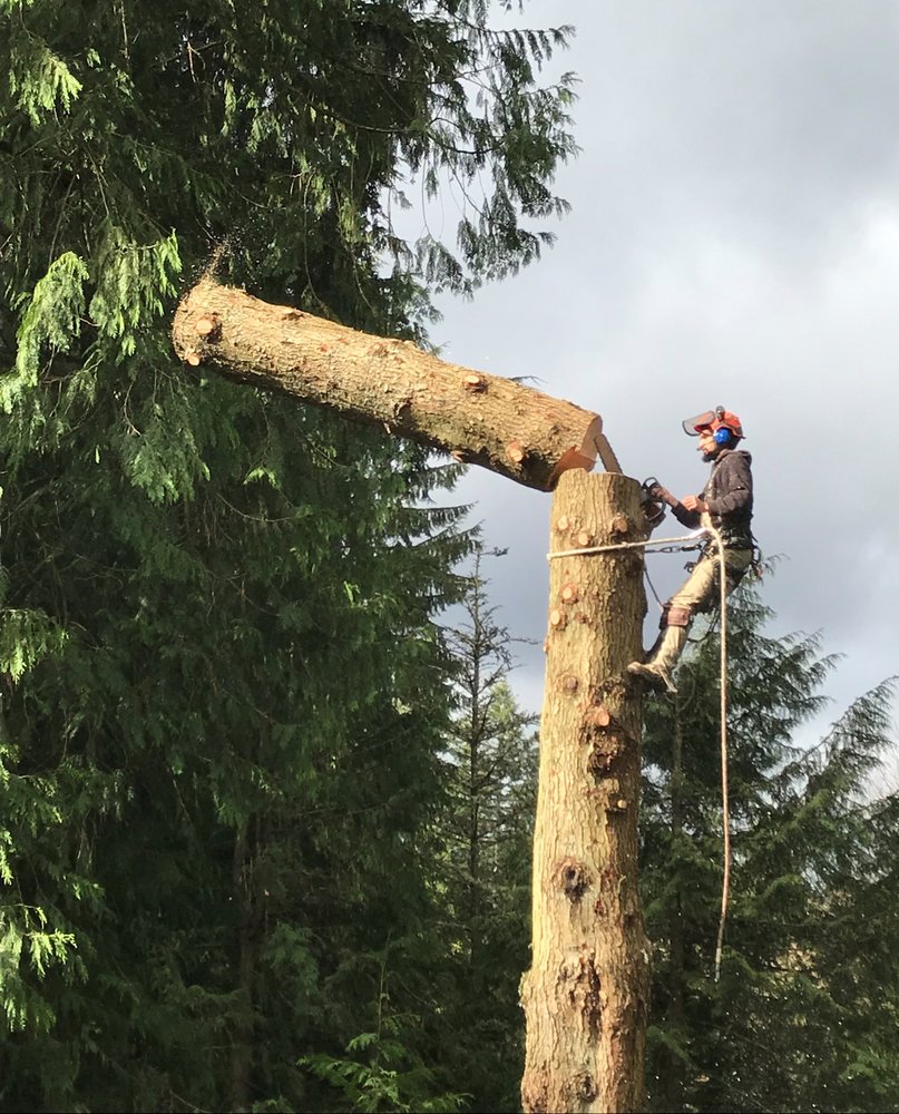 SWIFT TREE CARE - 10 Reviews - Duvall, Washington - Tree Services ...