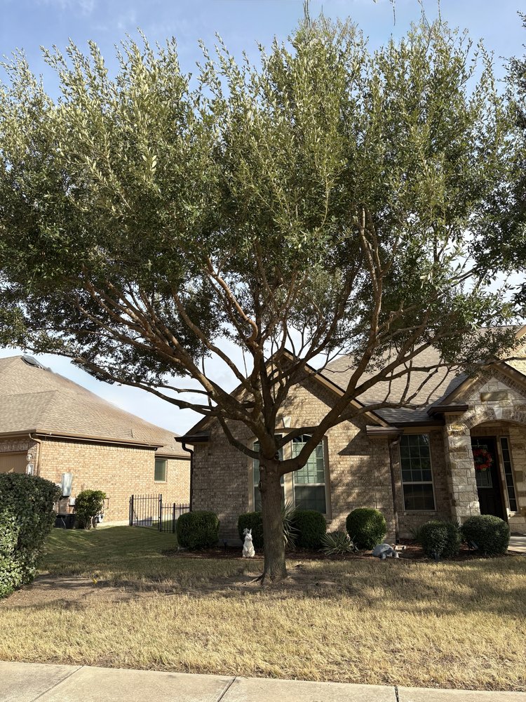 RAMIREZ TREE SERVICE 512 - Updated January 2026 - 170 Photos & 11 Reviews - Pflugerville, Texas ...