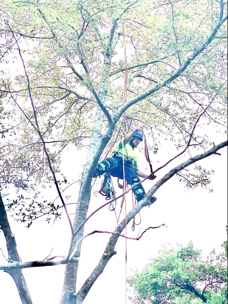 ASCENT TREE WORKS - Updated October 2025 - 23047 McPhillips Rd, Loxley ...