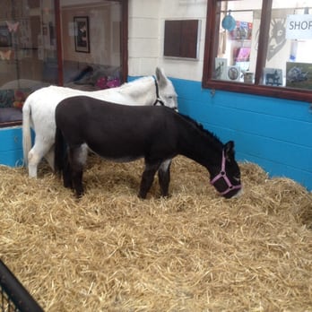 THE DONKEY SANCTUARY MANCHESTER - Updated November 2024 - 11 Photos ...