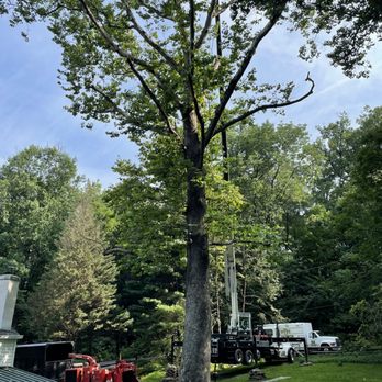 TREE GUYS TREE SERVICE - Updated December 2025 - 49 Photos & 13 Reviews ...