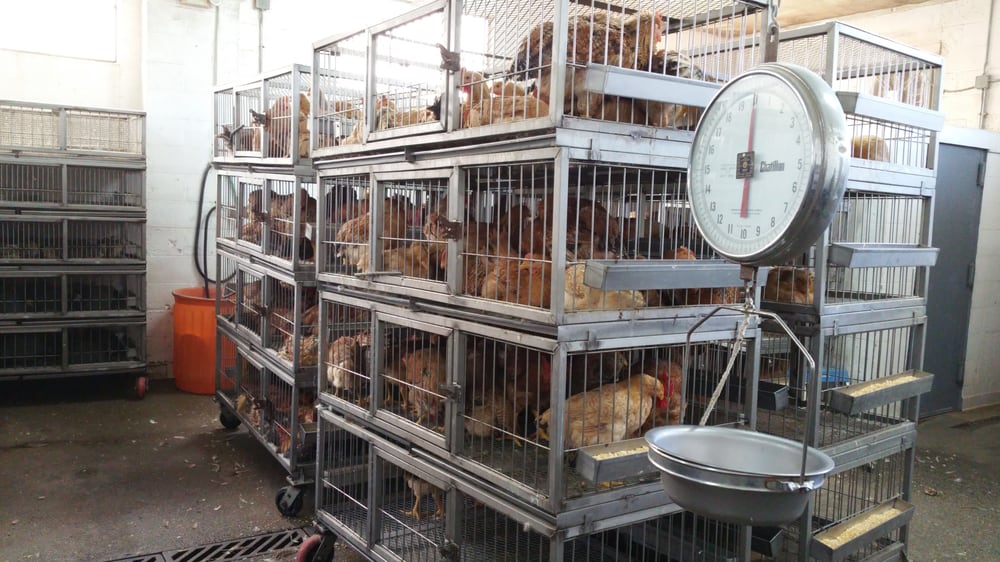 WESTBURY LIVE POULTRY MARKET - Updated October 2025 - 40 Urban Ave ...
