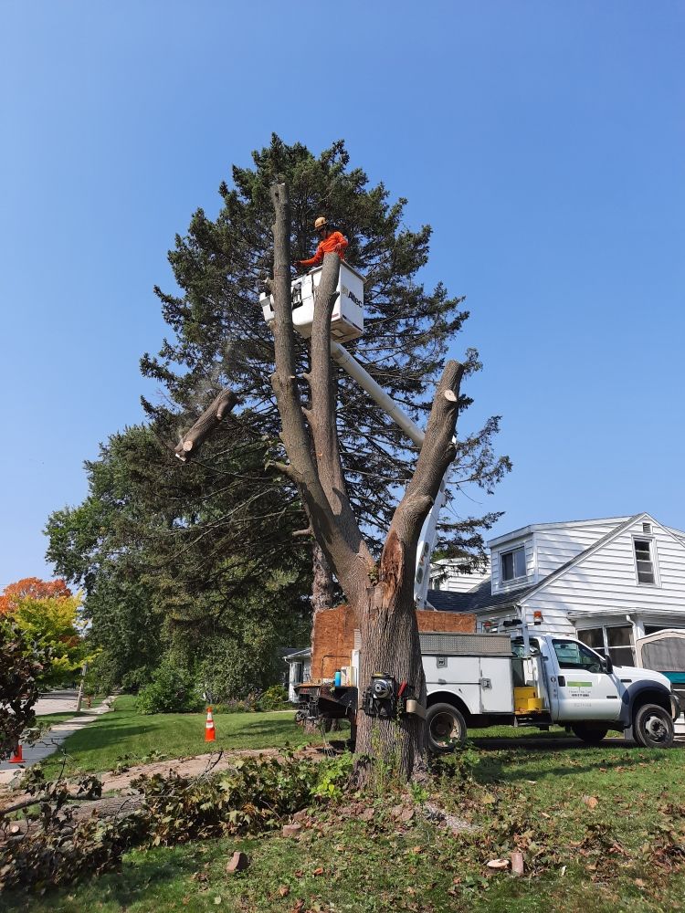 HAUSER TREE CARE - Updated December 2025 - 18 Photos - 718 Ruskin St ...