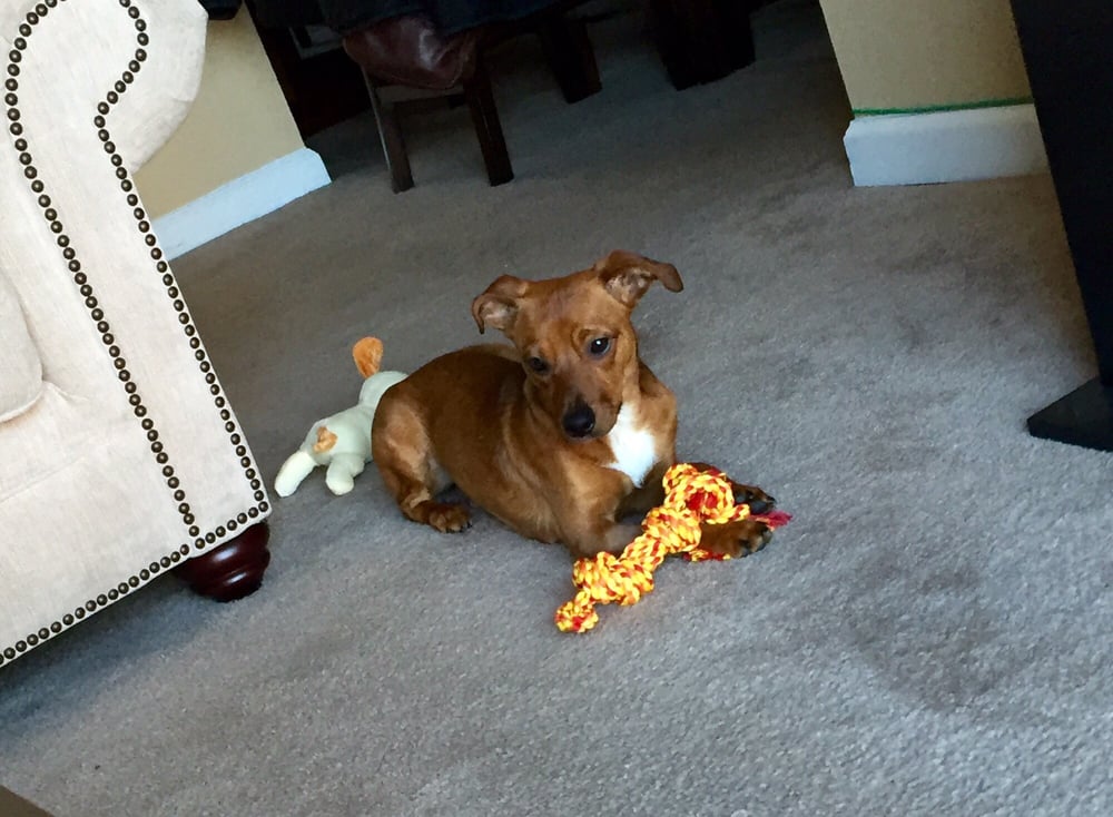 SCRAPS DOG COMPANY - Updated December 2025 - 37 Photos & 35 Reviews ...