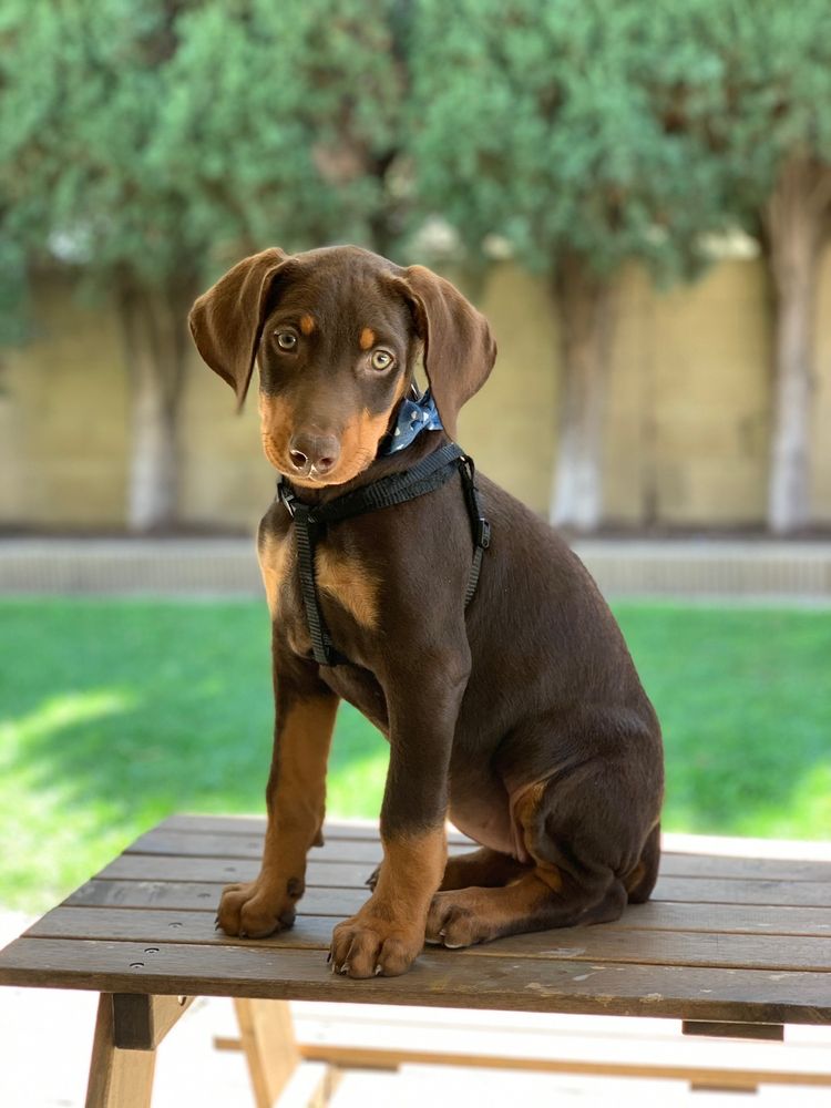 MICHAEL BUTCHKO, DVM - Updated May 2024 - 205 Photos & 495 Reviews ...