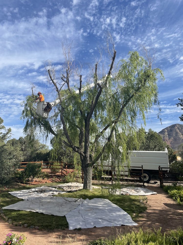 Arborist Standards Tree Care Updated June 2025 134 Photos 17
