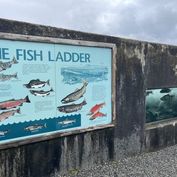 DIPAC/MACAULAY SALMON HATCHERY - Updated December 2025 - 242 Photos ...