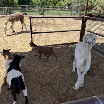 AMADIO RANCH FARM STORE - Updated December 2024 - 216 Photos & 148 ...