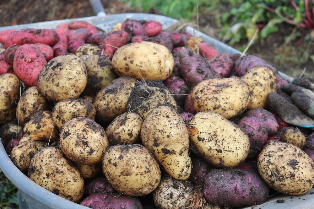 MAPLE GARDEN FARM - Updated January 2025 - 1695 Route 565, Maplehurst ...