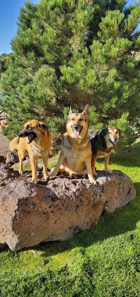 FRONTIER DOG & CO - Updated July 2025 - 1515 W Gurley St, Prescott ...