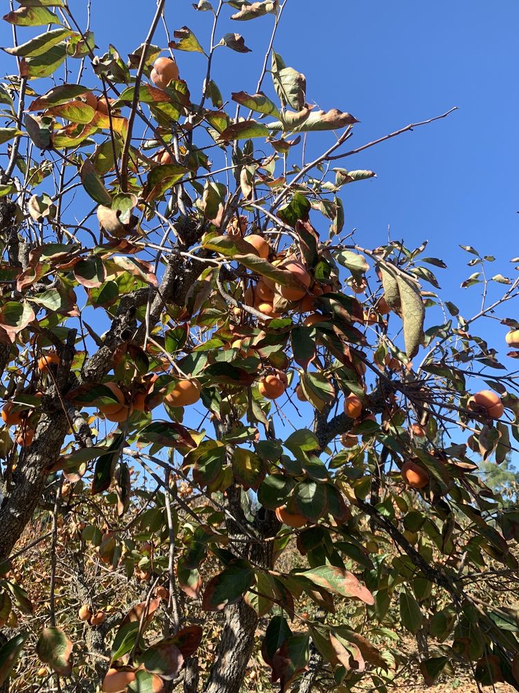 BAR 2 RANCH - 42 Photos & 20 Reviews - 14797 Hwy 76, Pauma Valley ...