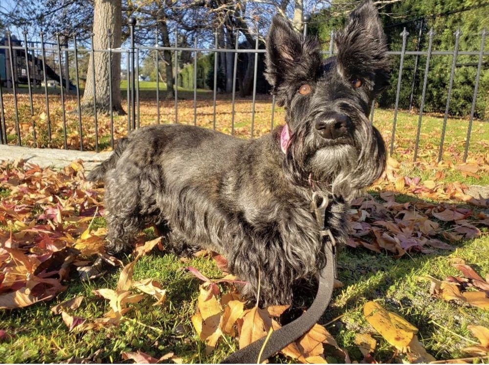 CITY PAWS - Updated December 2024 - 70 Photos & 95 Reviews - 345 15th ...