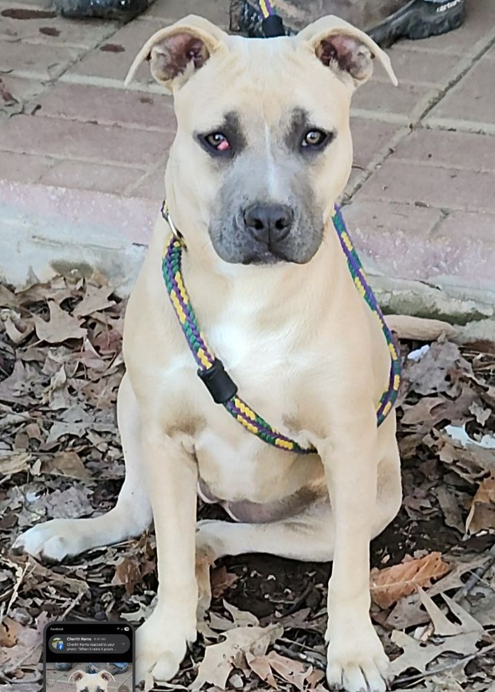 BULLY ME NOT RESCUE - Updated July 2025 - Request Information - PO Box ...