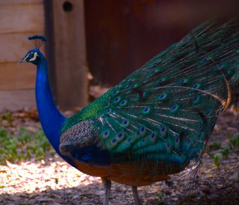 OC ZOO IRVINE REGIONAL PARK - Updated January 2026 - 134 Photos & 46 ...