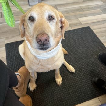 SUMMIT VETERINARY REFERRAL CENTER - Updated January 2026 - 60 Photos & 321 Reviews - 2505 S 80th ...