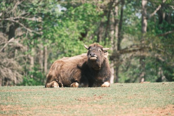 LAZY 5 RANCH - Updated December 2025 - 880 Photos & 302 Reviews - 15100 ...