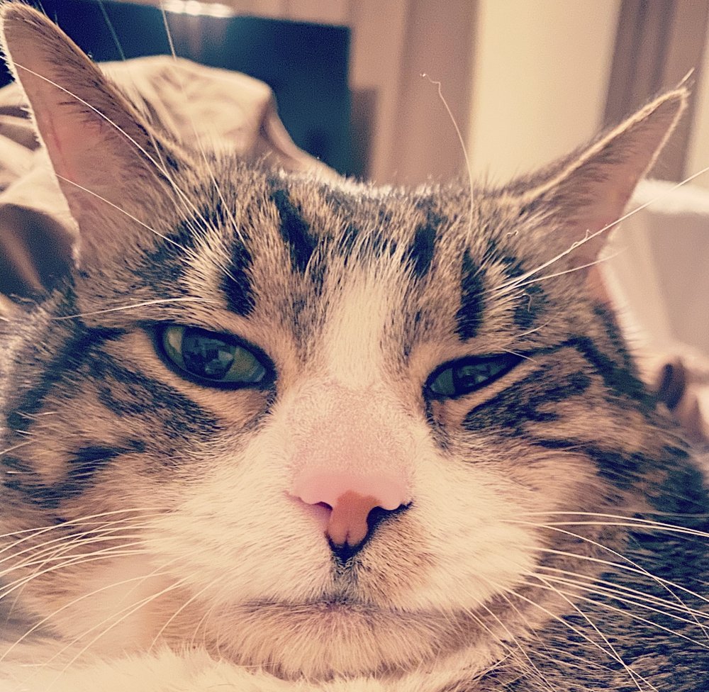 SUNSET ANIMAL HOSPITAL - Updated July 2025 - 137 Photos & 436 Reviews ...