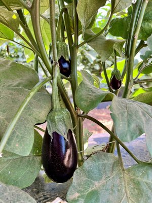 CHARLIE’S U-PIK - Updated December 2025 - 35 Photos - 257 Charlies Lane ...