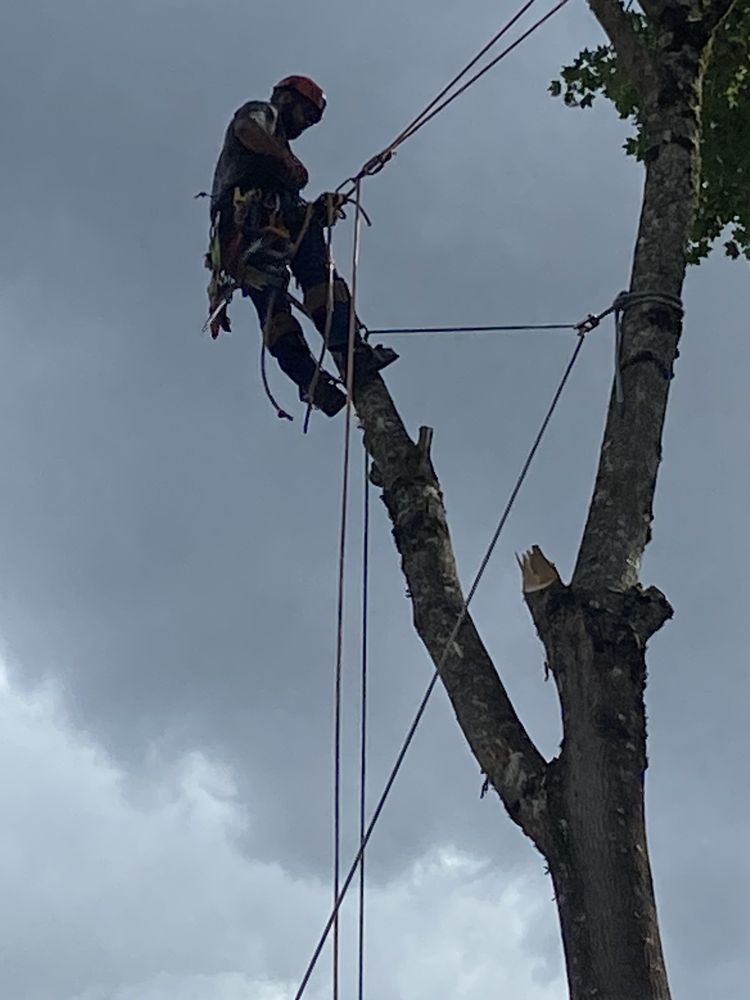 ELEVATED TREE AND CONSTRUCTION - Updated December 2025 - 11 Photos ...