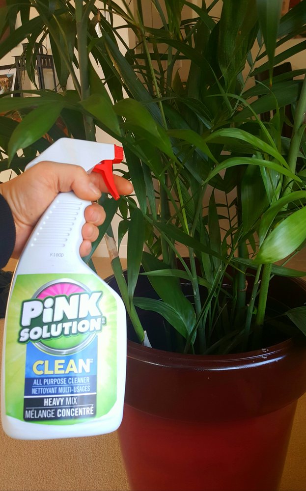 PINK SOLUTION - 1483 Barrow Street, North Vancouver, British Columbia ...