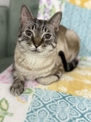 POSH PETS RESCUE - Updated January 2026 - 438 Photos & 299 Reviews ...