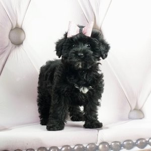 POSH PUPPIES INDIANA - Updated January 2026 - 36 Photos & 24 Reviews ...