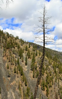 WELCOME CREEK WILDERNESS - Updated August 2025 - Rock Creek Rd, Clinton ...