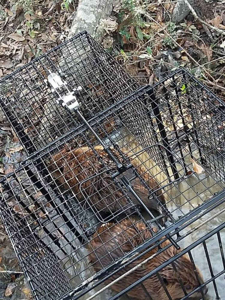 Same Day Service at Wildlife Animal Control - Updated April 2025 - 32 ...