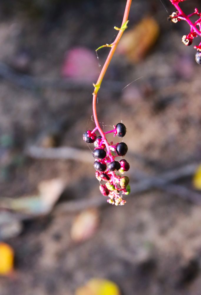 BOMBAY HOOK NATIONAL WILDLIFE REFUGE - Updated January 2026 - 98 Photos ...