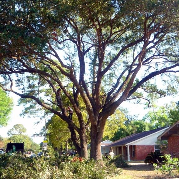 SPECIALIST TREE SERVICE - Updated October 2025 - 13 Reviews - 9706 S ...