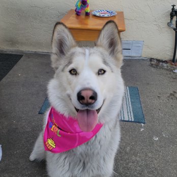 LE MARCEL BAKERY FOR DOGS - Updated May 2024 - 255 Photos & 156 Reviews ...