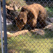 TIGER WORLD - 327 Photos & 94 Reviews - 4400 Cook Rd, Rockwell, NC - Yelp