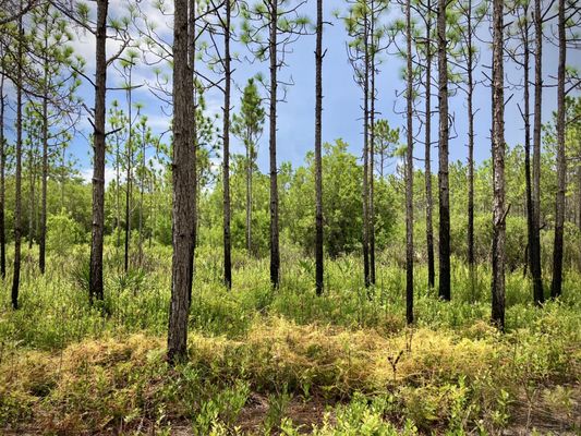 POINT WASHINGTON FOREST - EASTERN LAKE TRAIL - Updated December 2025 ...