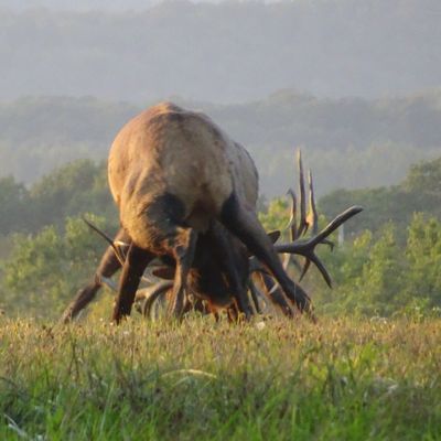 ELK COUNTRY VISITORS CENTER - Updated September 2024 - 46 Photos & 14 ...