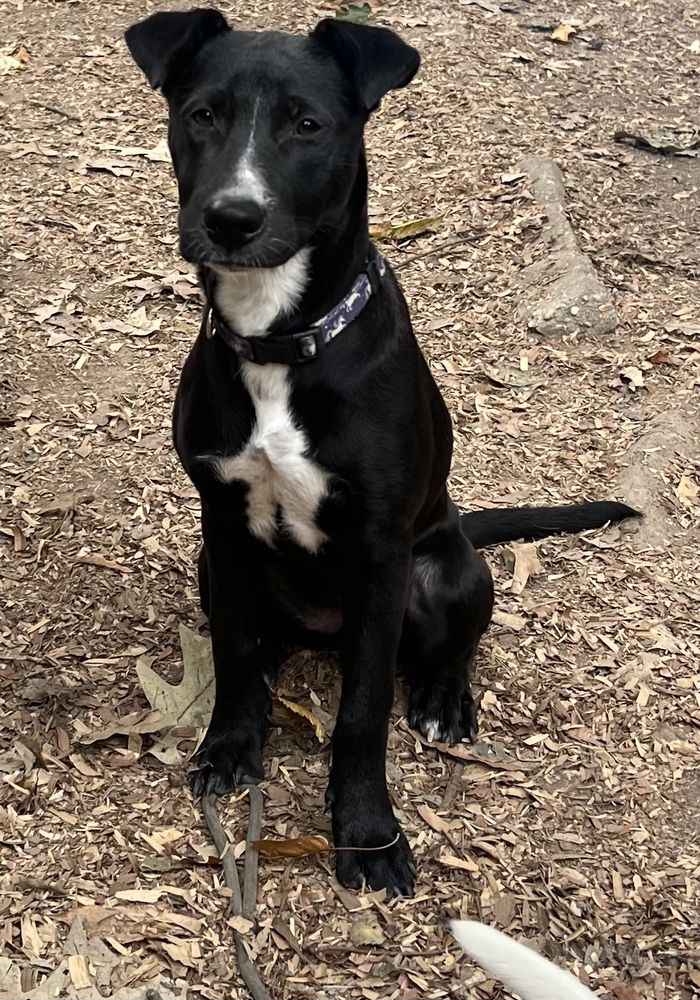 NO BAD DOGS - Updated March 2025 - Request Consultation - Como ...