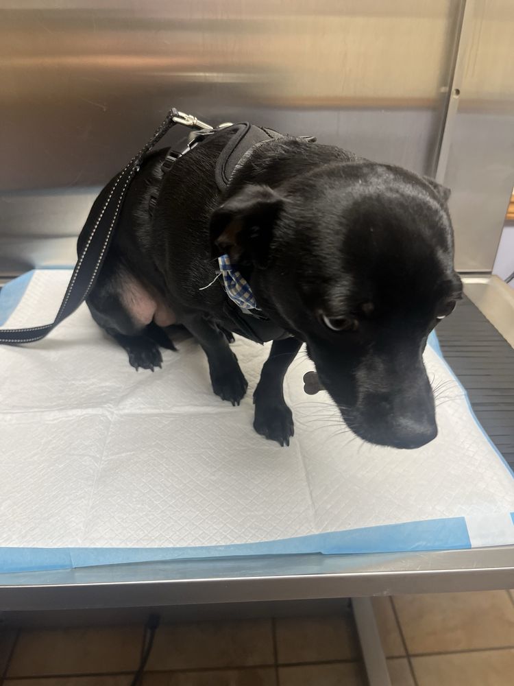 Hope Veterinary Care - Updated May 2026 - 15 Photos & 20 Reviews - 62 ...