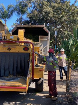 DAVID’S TREE SERVICE - 84 Photos & 96 Reviews - 19051 Gothard St ...