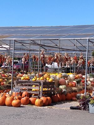 RICE’S SALE & COUNTRY MARKET - Updated September 2024 - 35 Photos & 66 ...