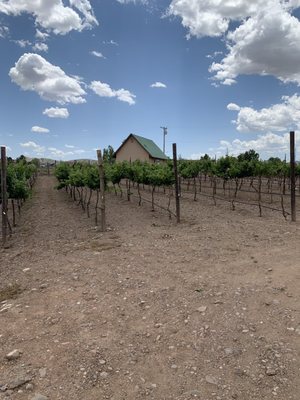 DEL RIO SPRINGS VINEYARD - 26 Photos - 974 N Grandview, Paulden ...