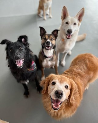 WAG HOTELS - DALLAS/FORT WORTH - Updated October 2025 - 56 Photos & 48 ...