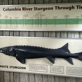BONNEVILLE DAM FISH HATCHERY - Updated September 2025 - 532 Photos ...