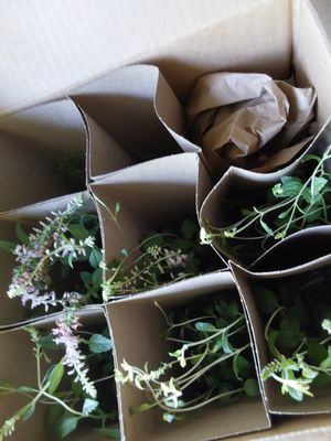 GILBERT H WILD & SON - Updated November 2025 - 11 Reviews - 3044 State ...