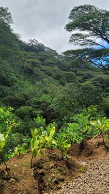 MANOA VALLEY - Updated August 2025 - 26 Photos - Honolulu, Hawaii ...